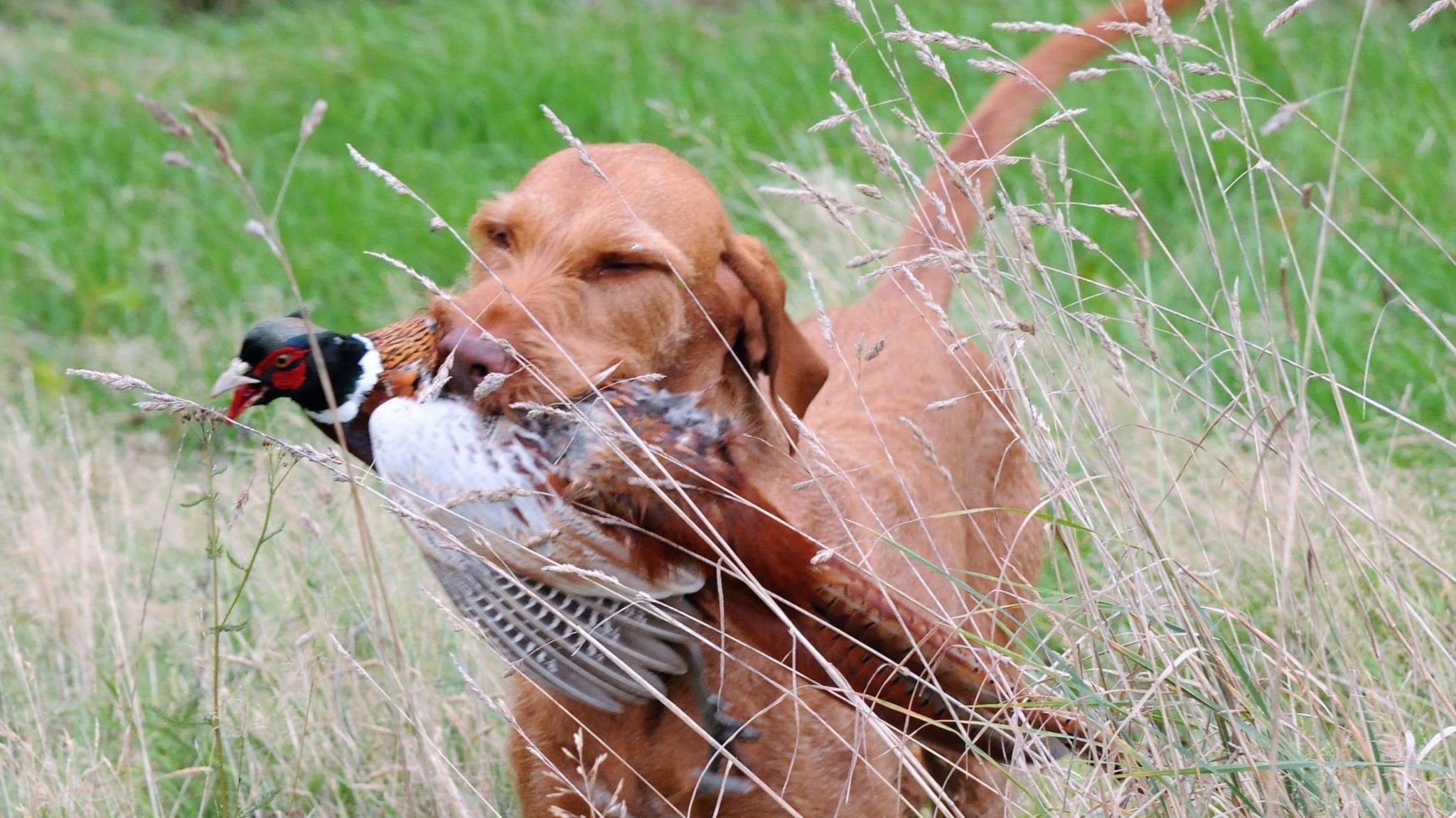 Gundog Training – Whiterush Gundogs
